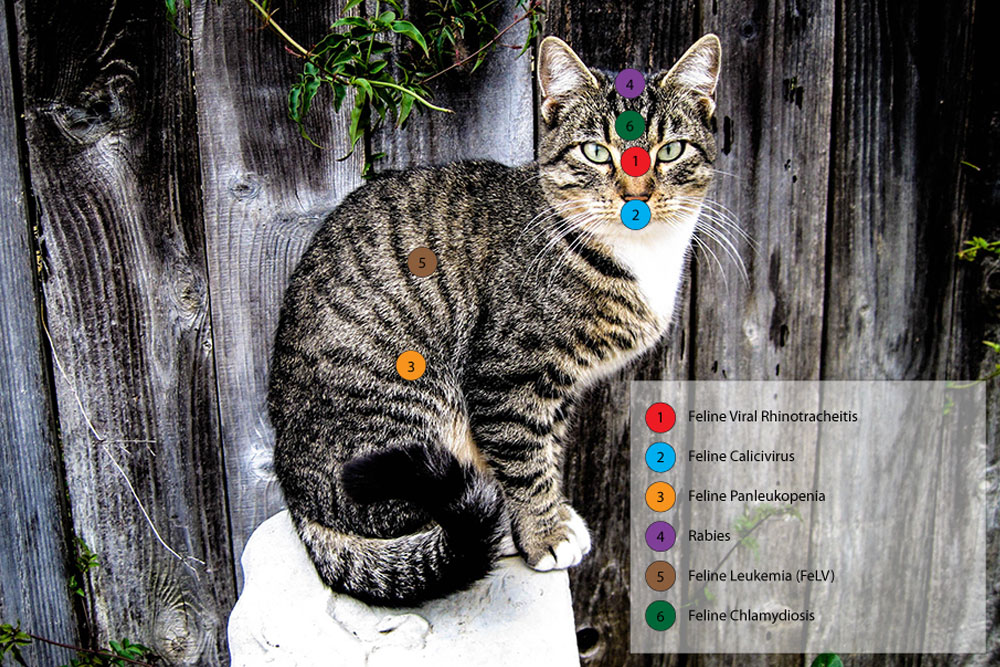 Feline Vaccines Protecting Your Cat From Disease East Hill
